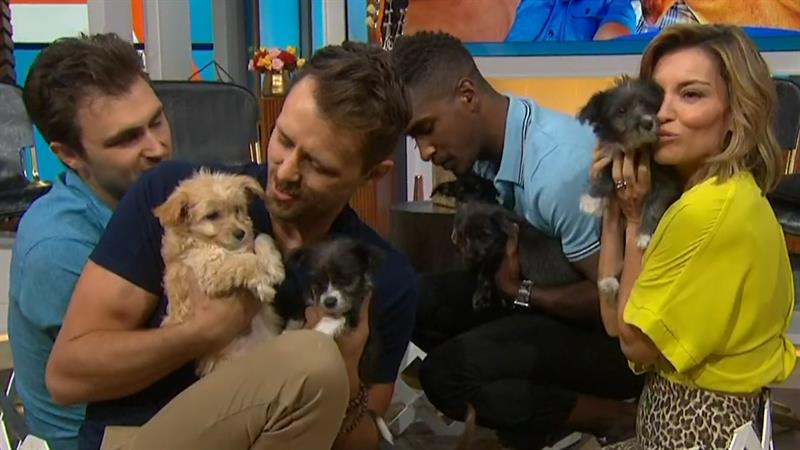 Watch Veterinary Brothers Sing Songs To Scared Animals Right Before ...