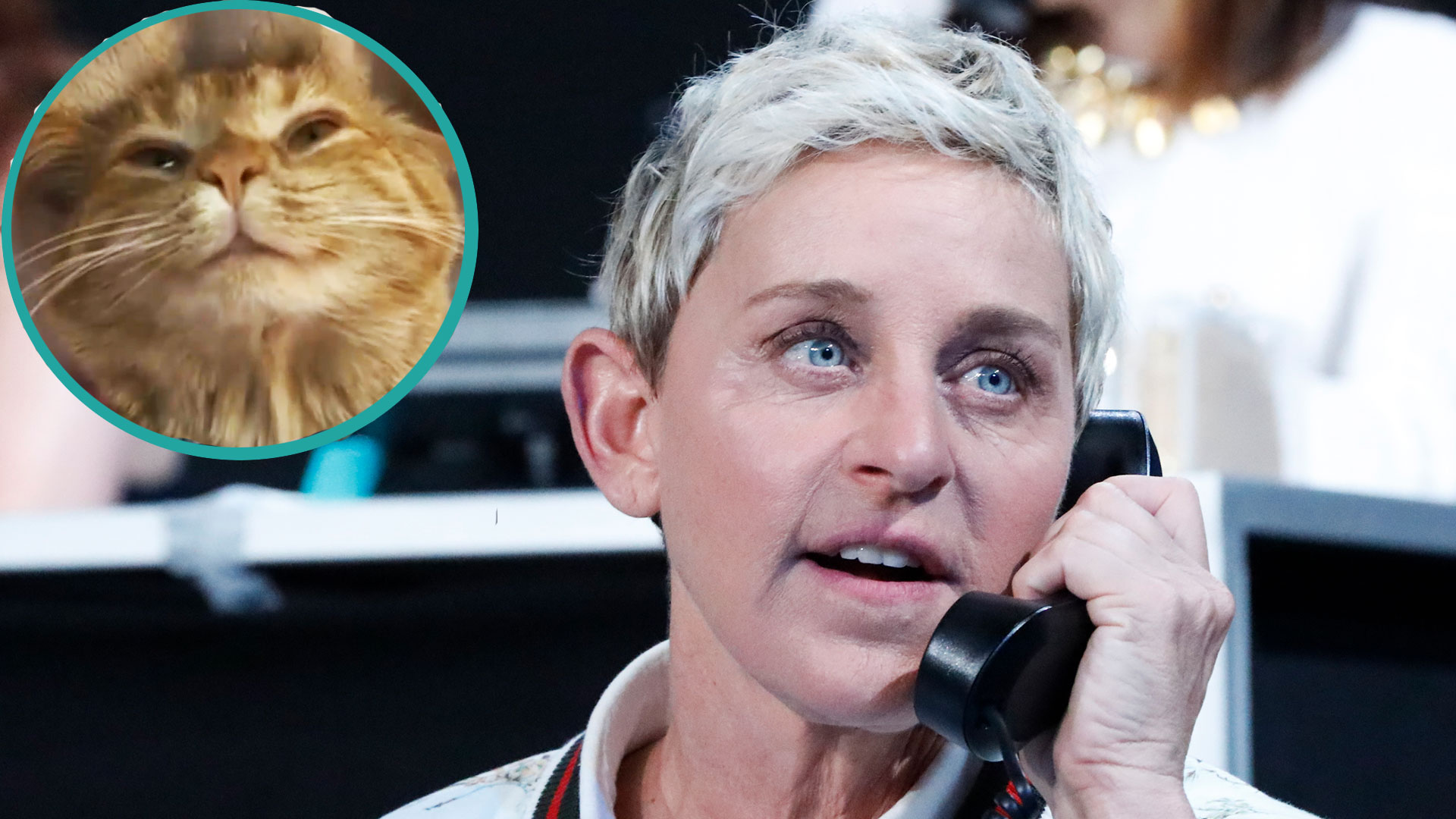 Ellen DeGeneres Gives Internet-Famous Cat A Call In Quarantine | Access