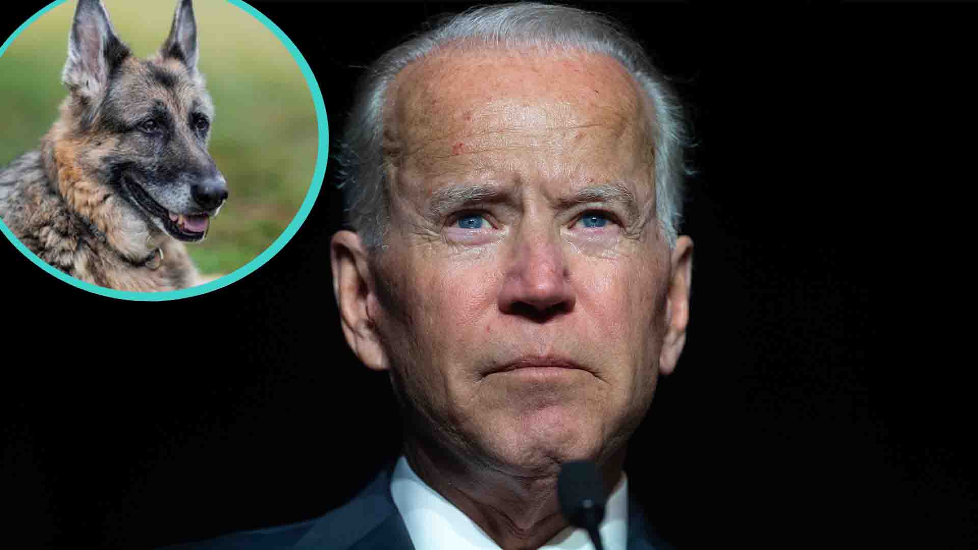 President Biden Reveals His Beloved Dog Champ Has Passed Away: ‘Our ...
