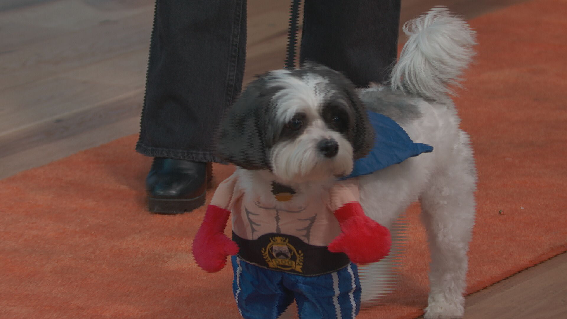 Check Out These Spooktacular Pets In This Year's 'Access Daily ...