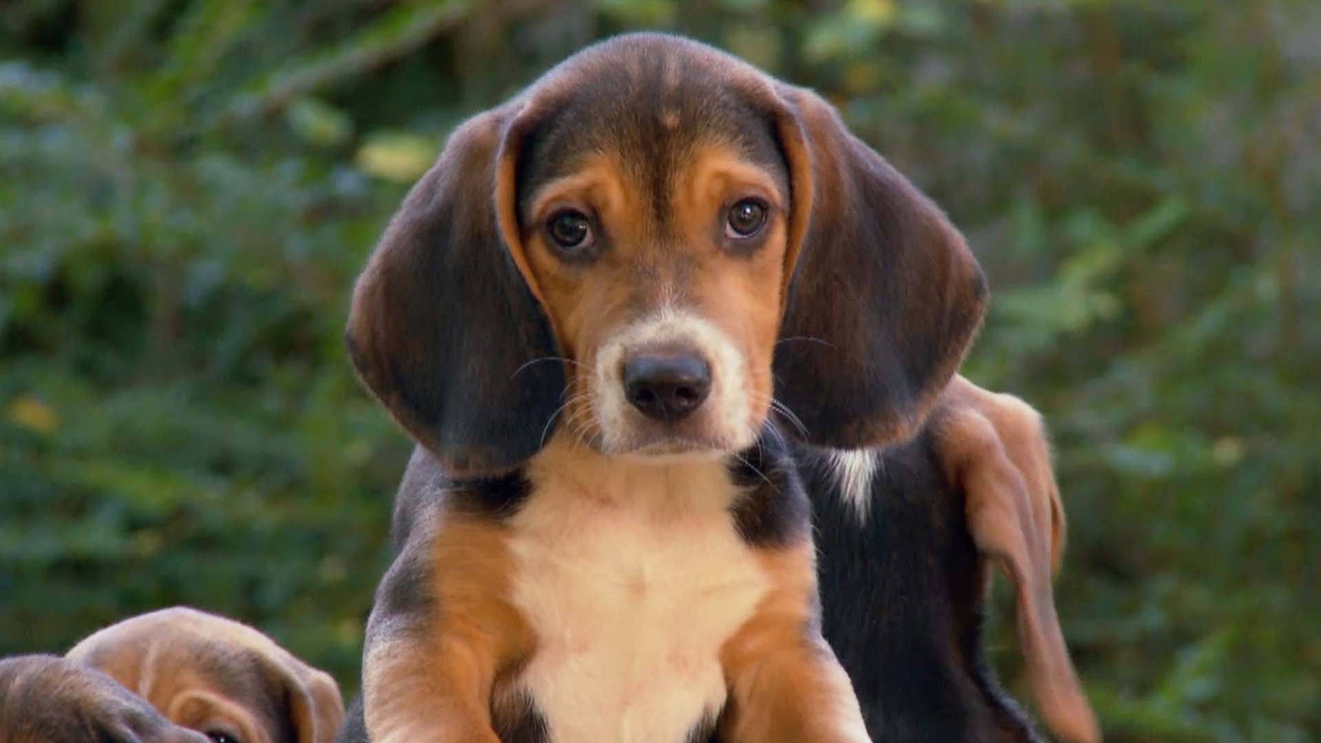 This Puppy Bowl & ‘Naked And Afraid’ Crossover Commercial Is Totally ...