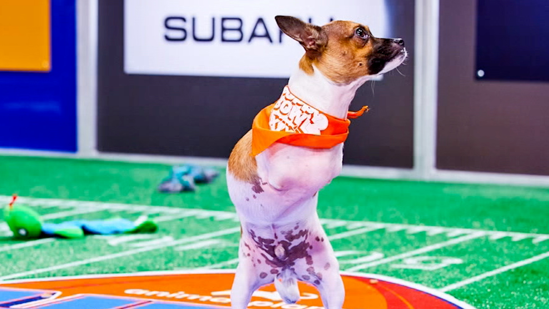 Puppy Bowl XIX Features 11 Talented Dogs With Special Needs: 'It's So ...