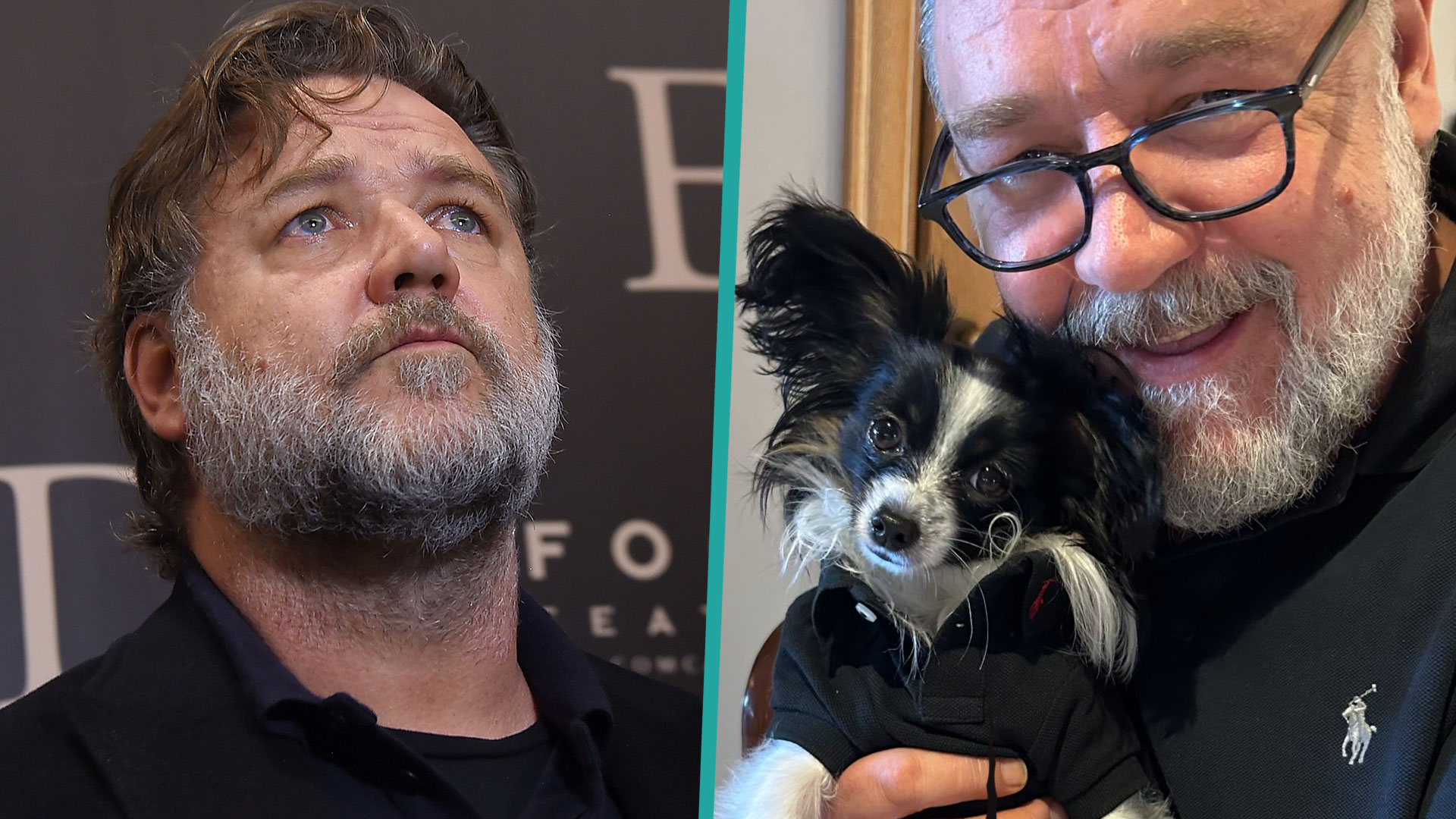 Russell Crowe's Beloved Dog Louis Dies In His Arms After Being Hit By ...