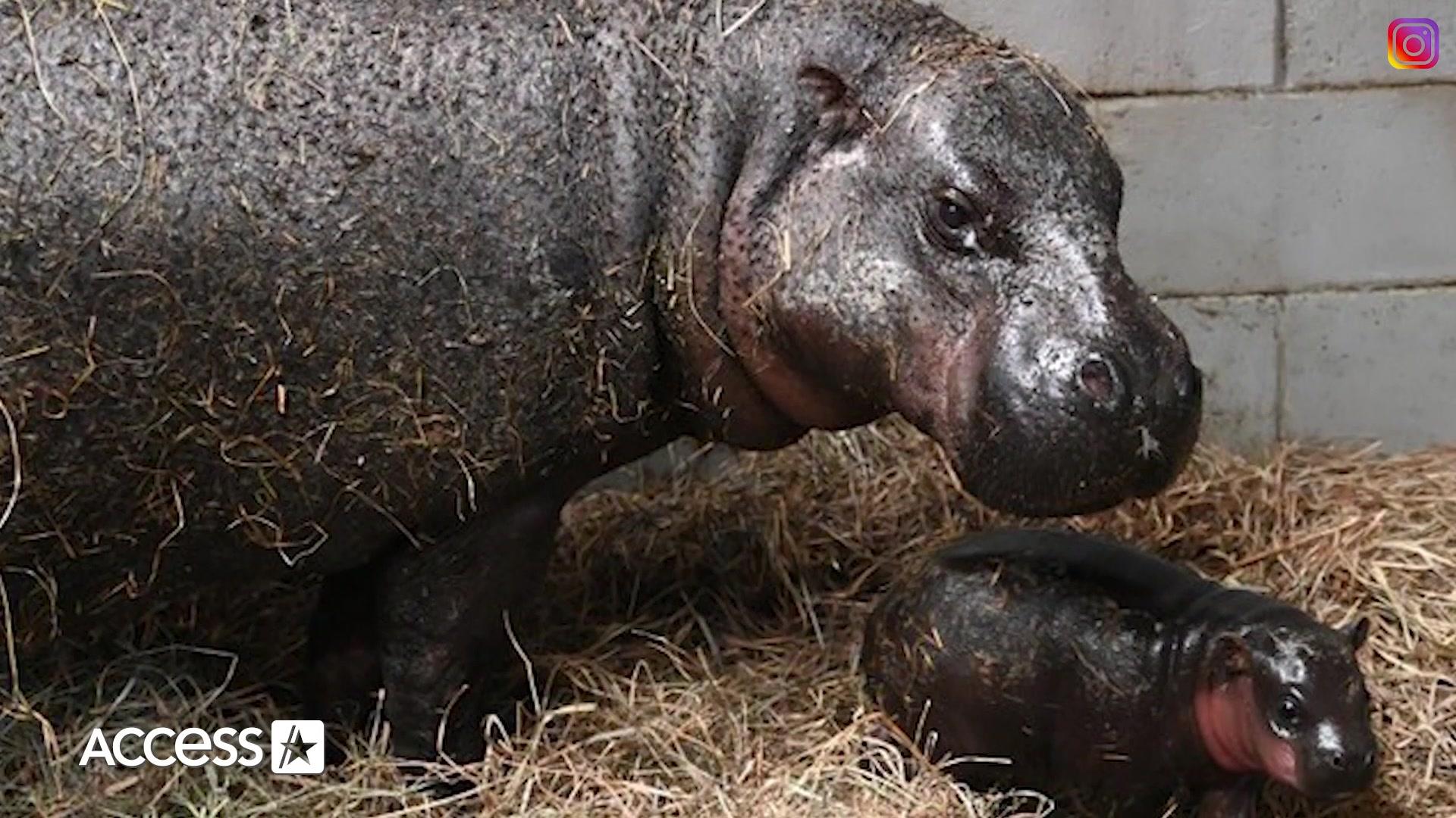 America's Own Moo Deng? Meet The Baby Pygmy Hippo Born At A Virginia ...