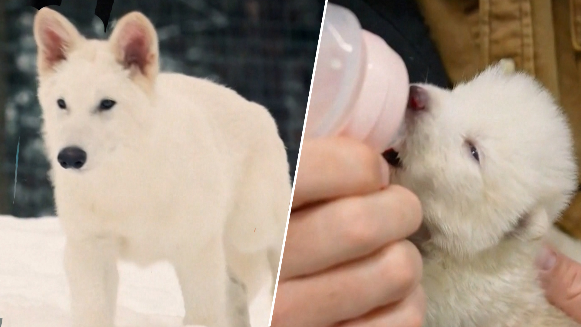 Dire Wolf 'De-Extinct'? Scientists Genetically Engineer Close Approximation Of Creatures | Access